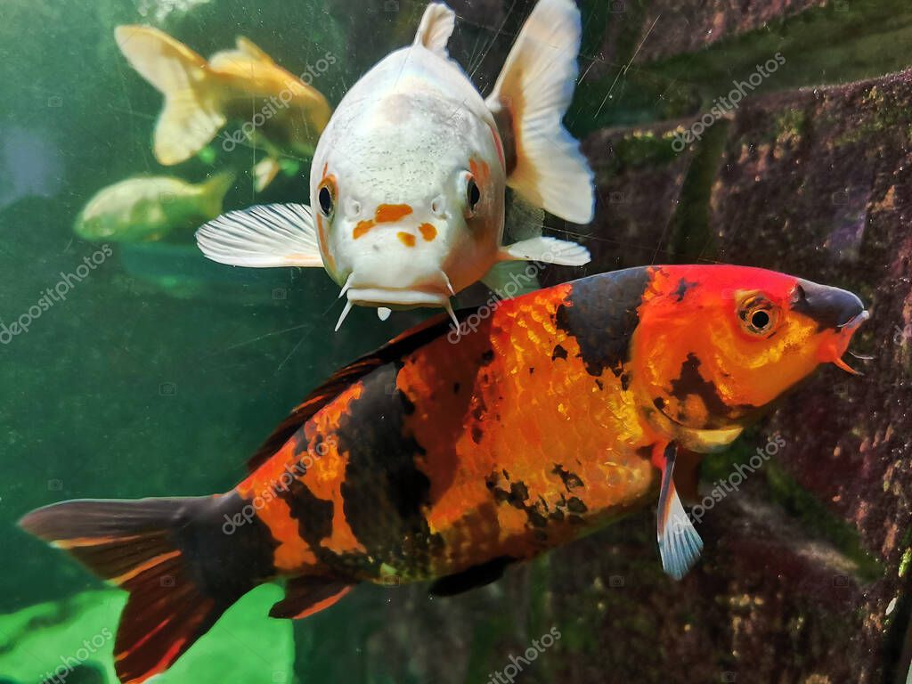 Vista de cerca de los hermosos peces carpa KOI japoneses gigantes ...