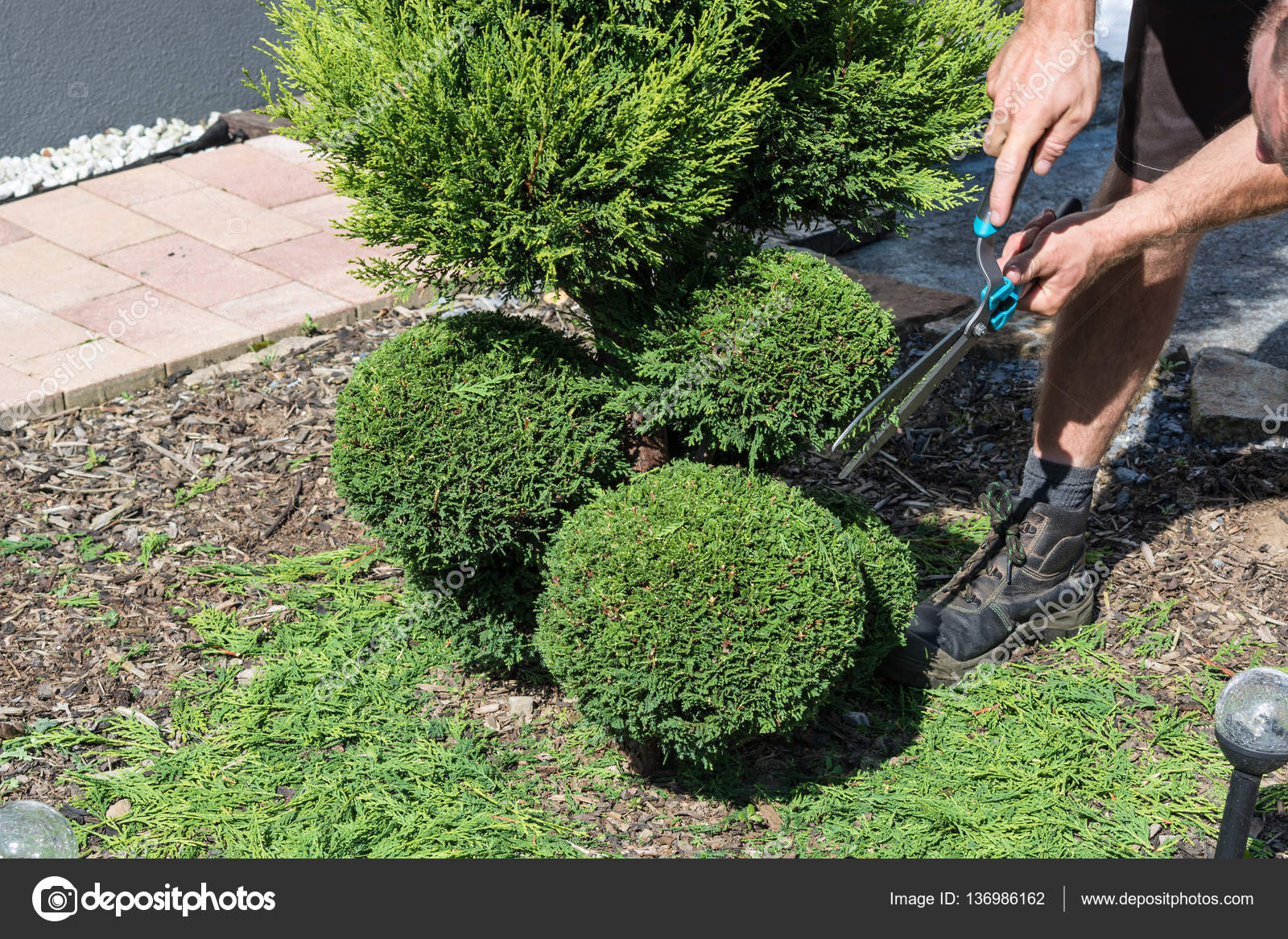 Jardinero corta una Thuja o boj en forma . — Foto de stock #136986162 ...