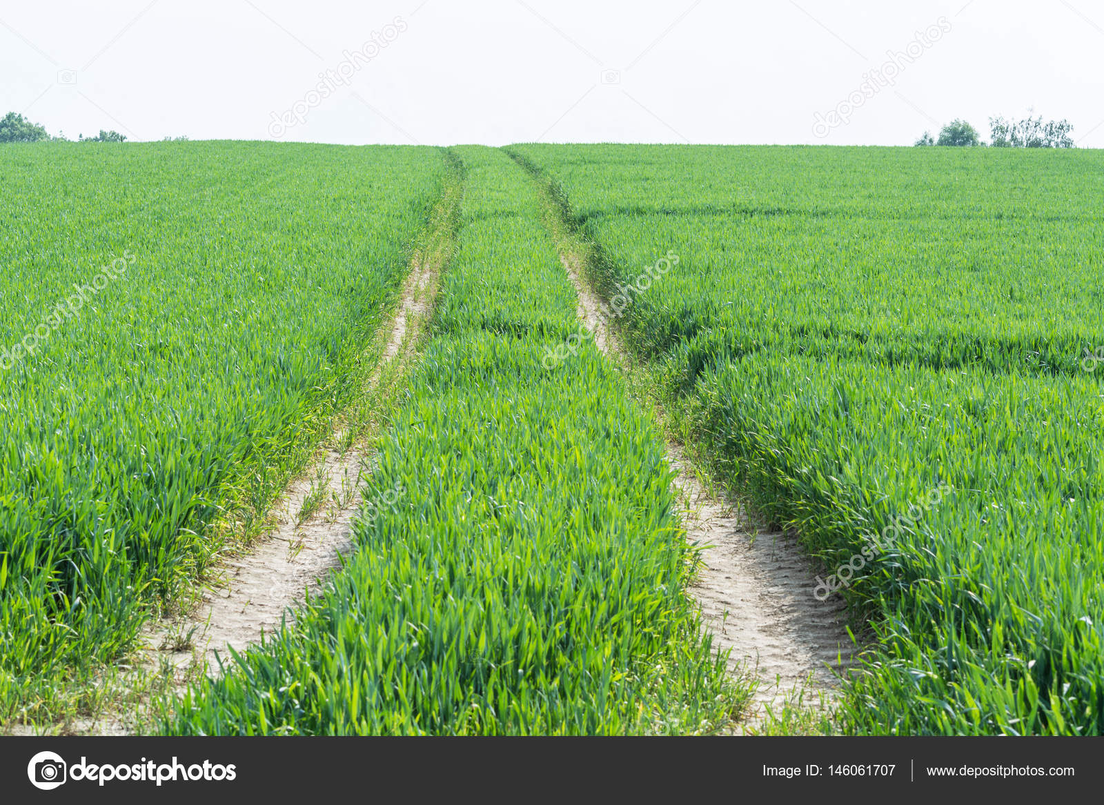 Tractor tracks through a green agricultural field ⬇ Stock Photo, Image ...