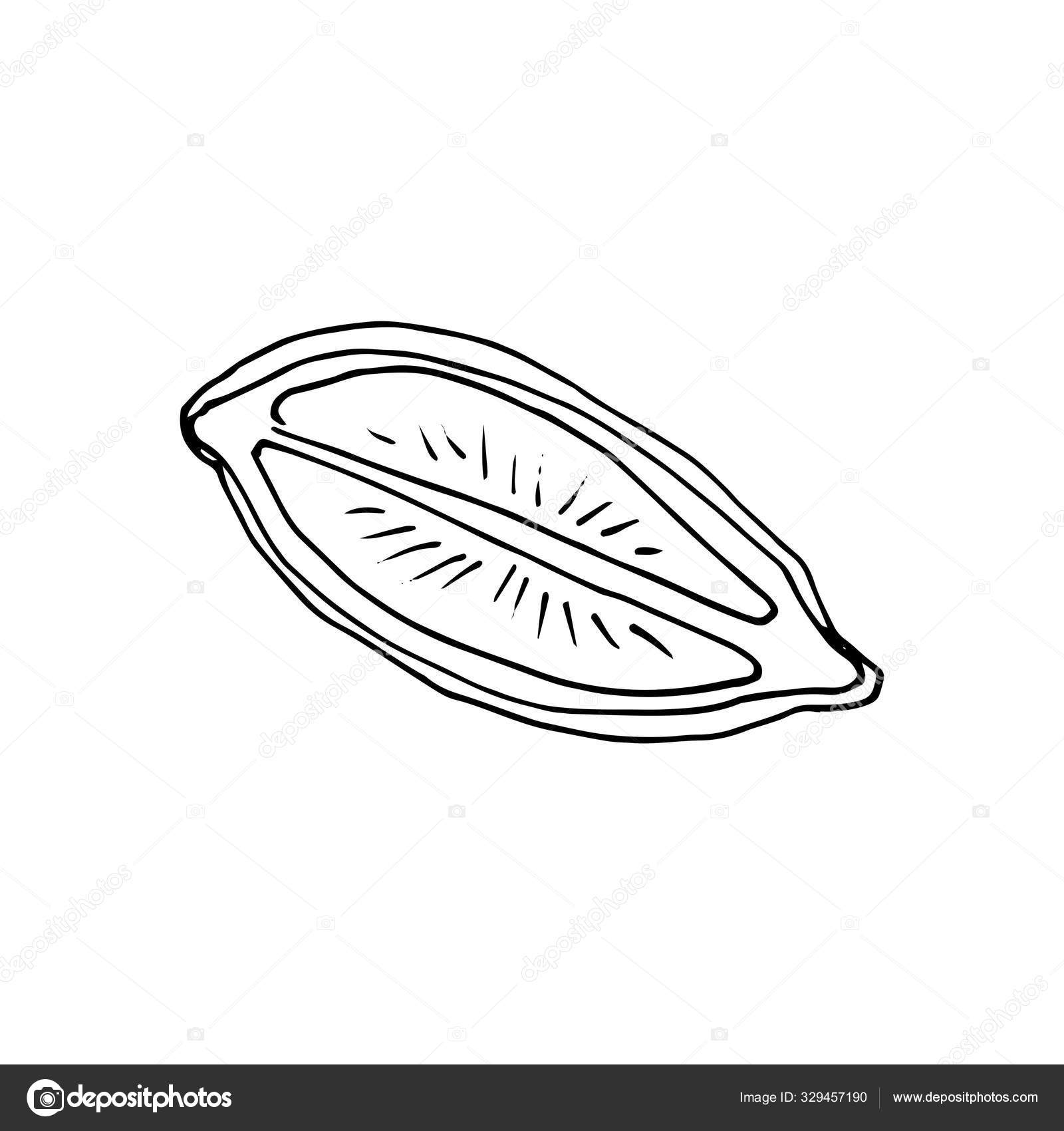 Vector hand drawn lime set. Whole lime, sliced pieces, half, lea Stock ...