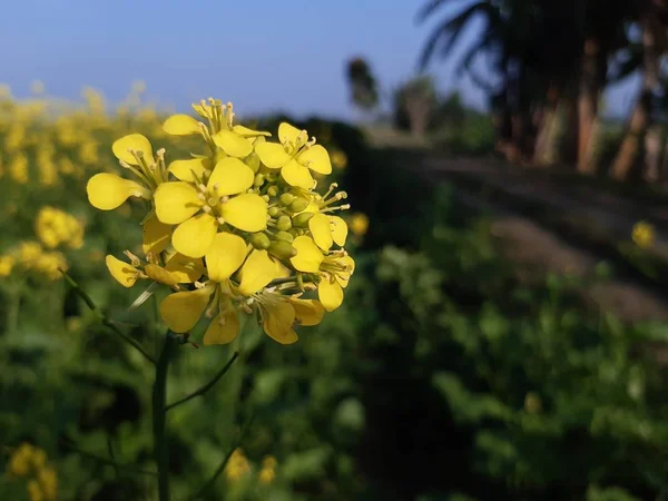 Sinapis nigra Stock Photos, Royalty Free Sinapis nigra Images ...