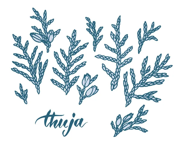 Thuja Stock Vectors, Royalty Free Thuja Illustrations | Depositphotos®