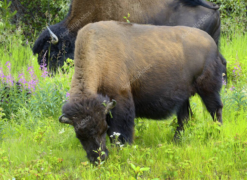 Wood Bison (Bison bison athabascae) en Alaska Highway. World famous ...