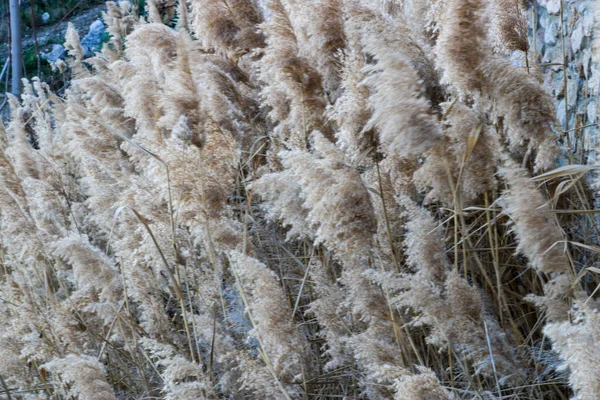Phragmites australis Stock Photos, Royalty Free Phragmites australis ...