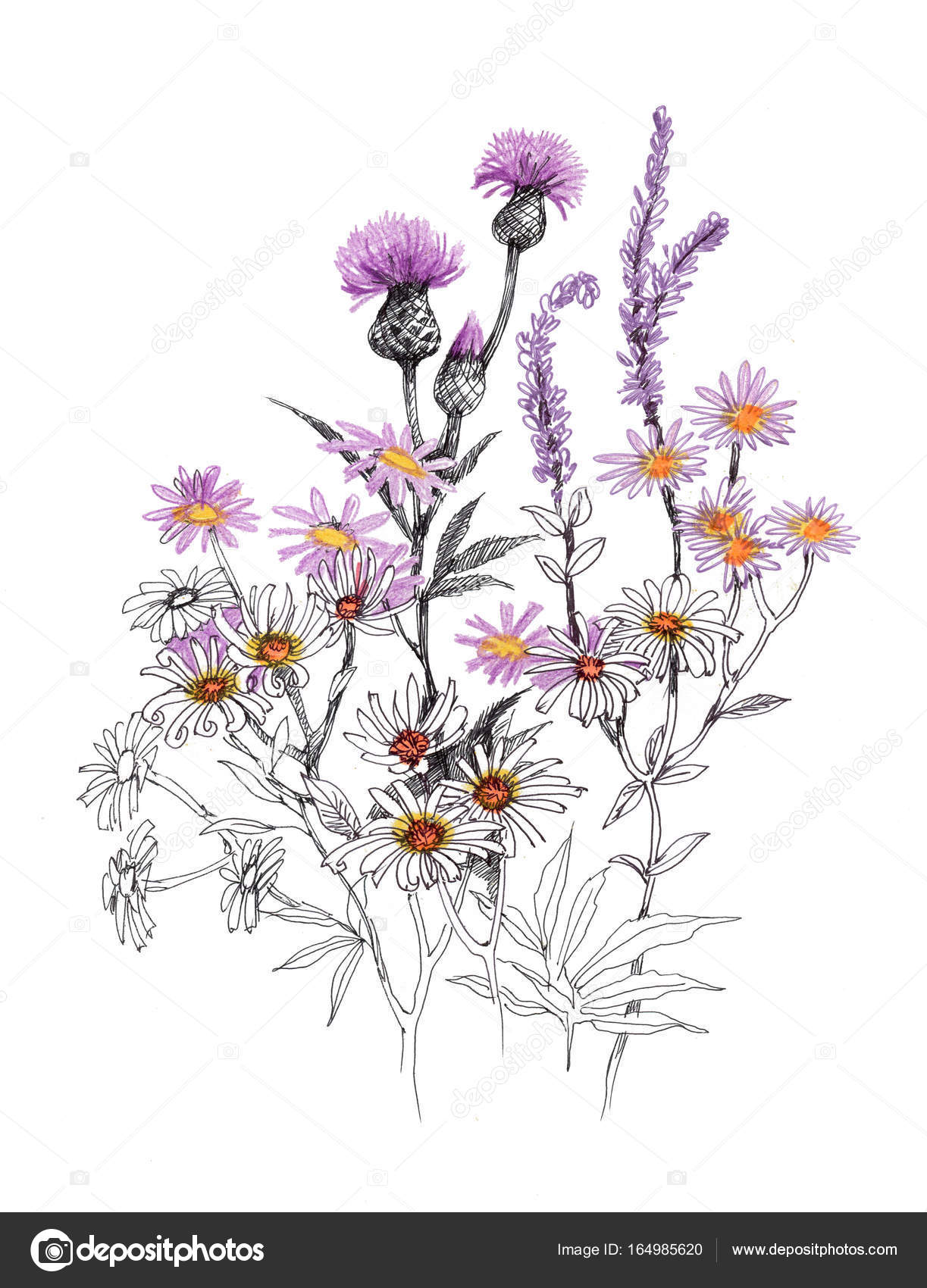 Hand drawn beautiful wildflowers Stock Photo by ©Kostan-PROFF 164985620