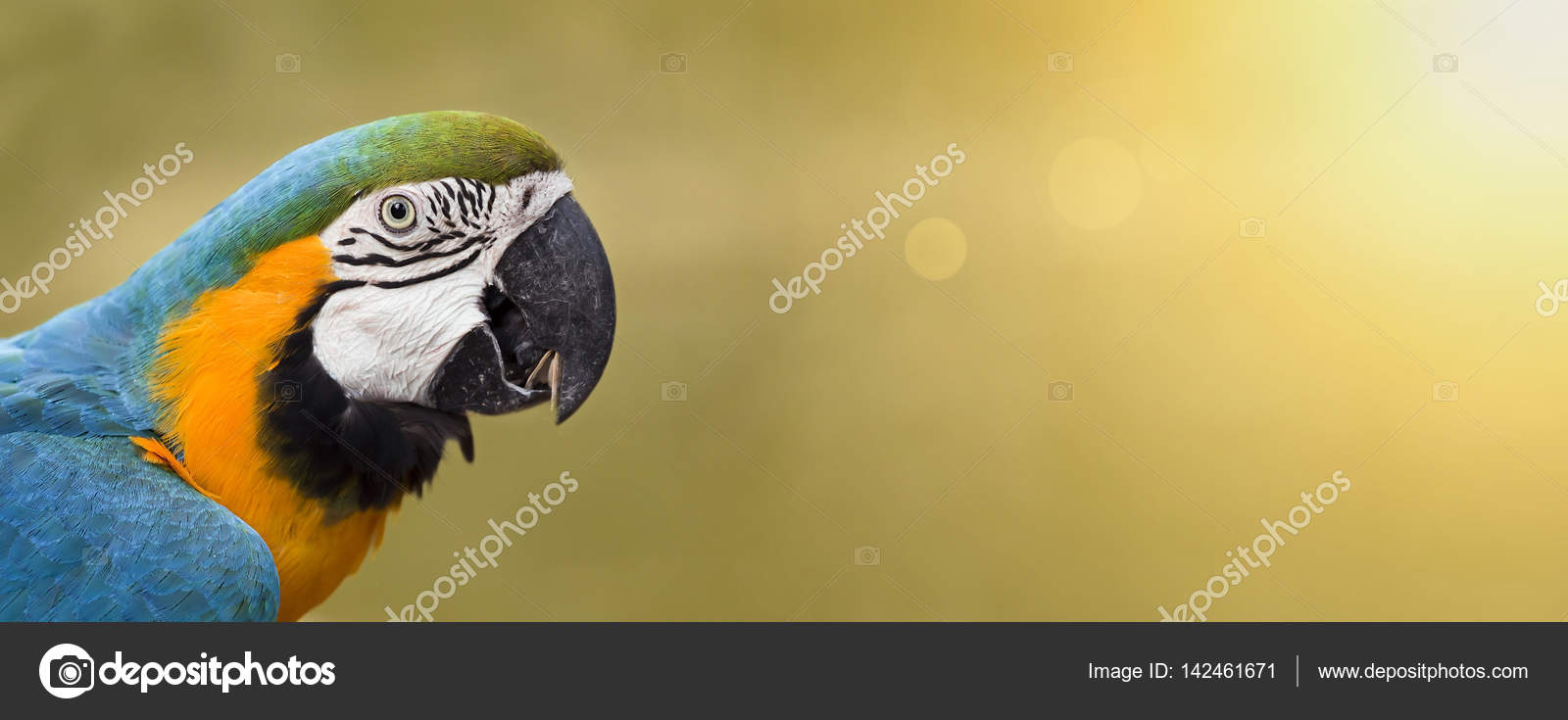 Funny parrot banner — Stock Photo © marenka1 #142461671