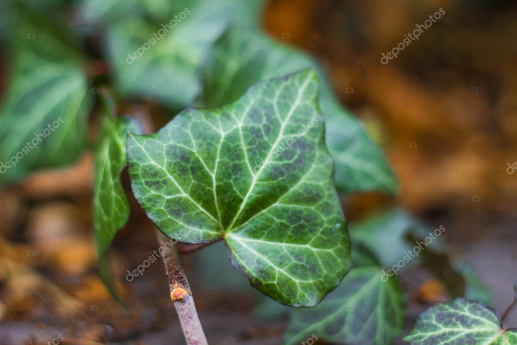 Hedera helix, la hiedra común, la hiedra inglesa, la hiedra europea, o ...