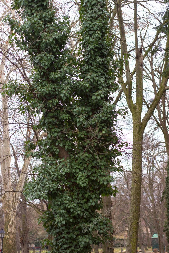 Hedera helix, la hiedra común, la hiedra inglesa, la hiedra europea, o ...