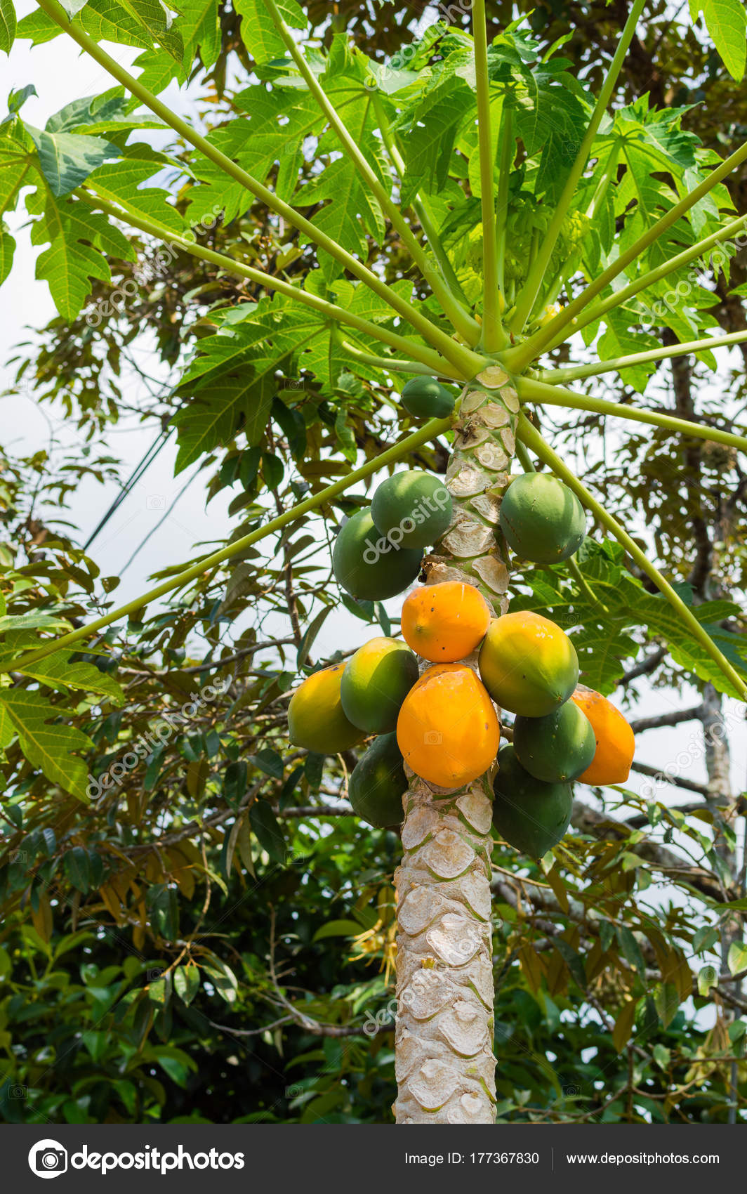 Papaya Tree