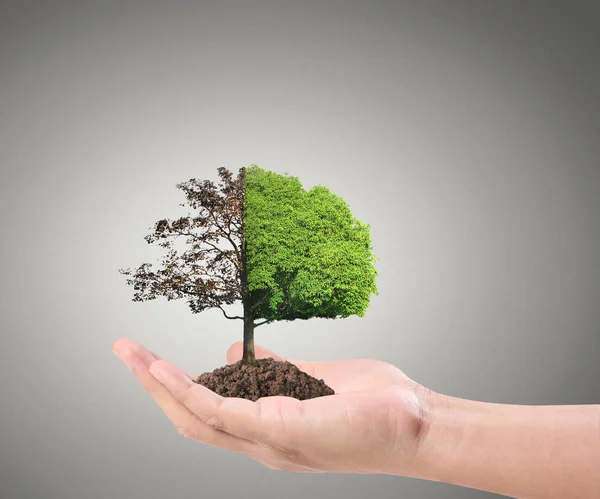 Human Hands Holding Sprout Plant — Stock Photo © aeydenphumi #170212448