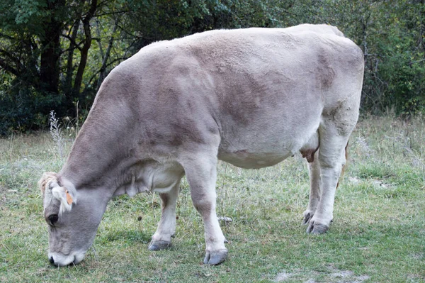 French simmental Stock Photos, Royalty Free French simmental Images ...