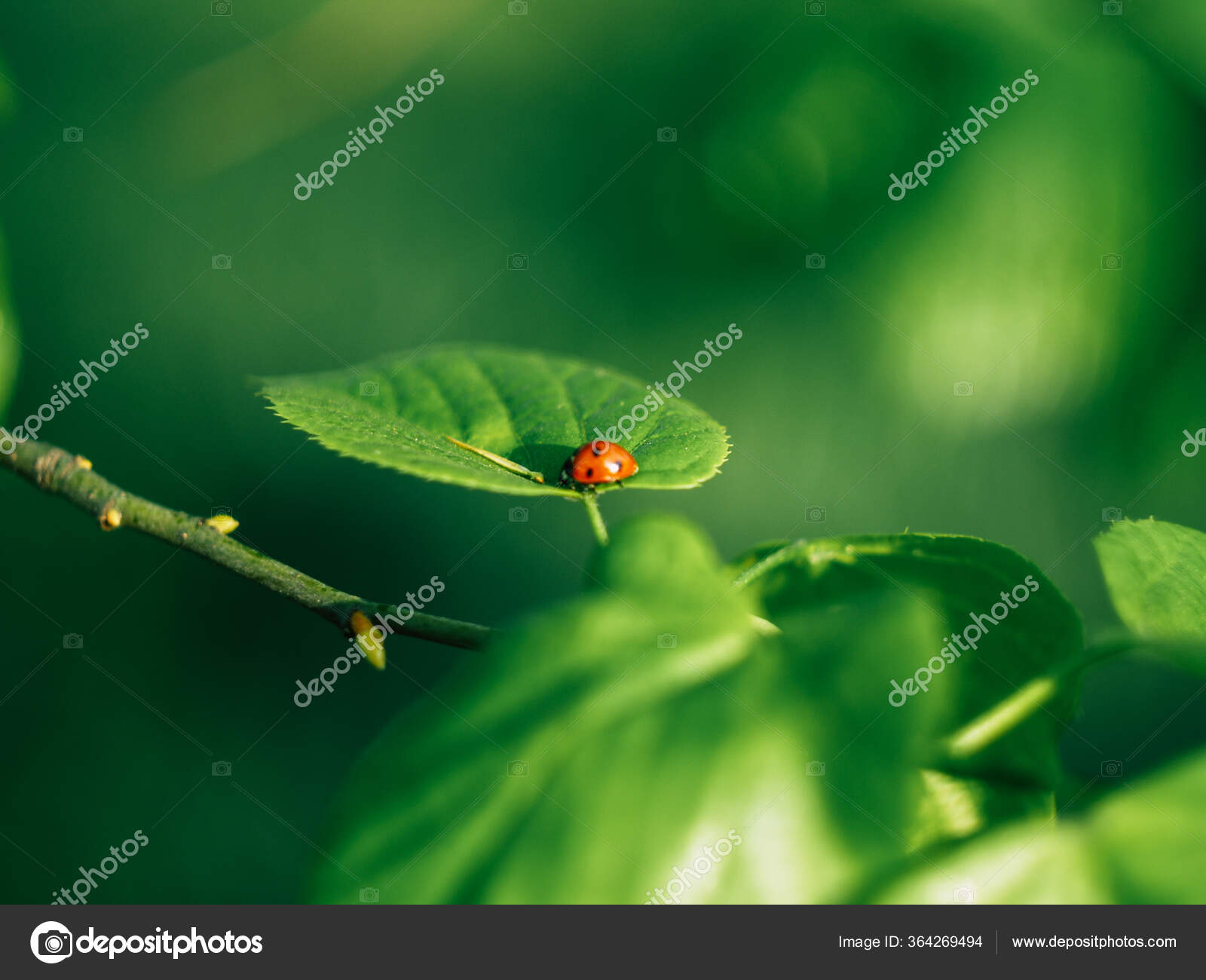 Ladybug Insects Walking Green Leaves Find Spawn Food Source — Stock ...