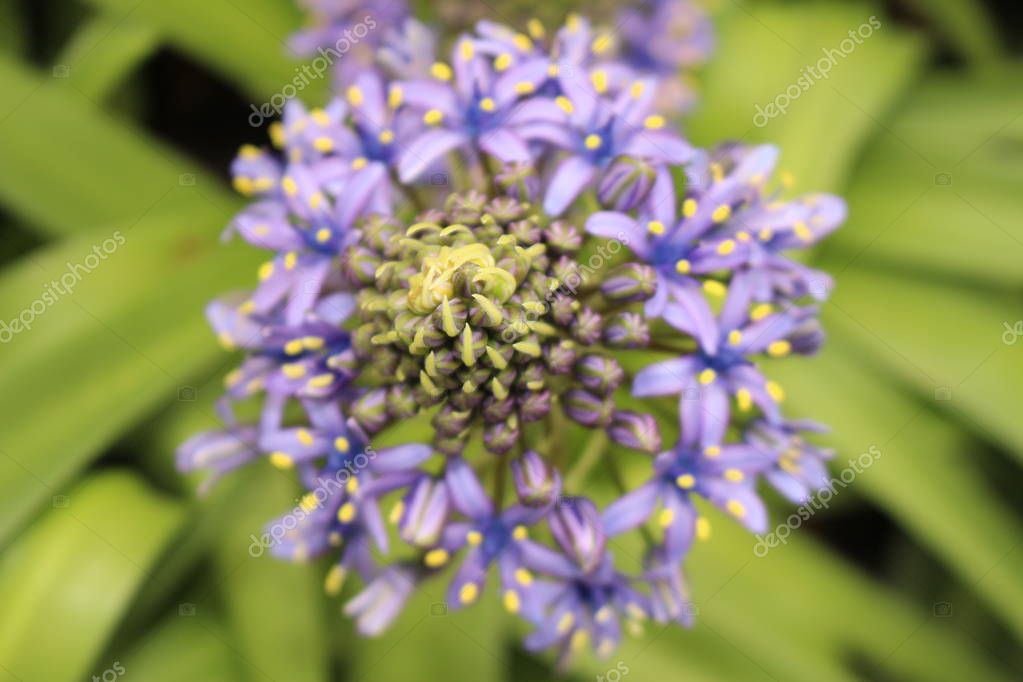 "Flor de Squill Portugués (o Estrella Azul Peruana, Lirio Cubano, Lirio ...