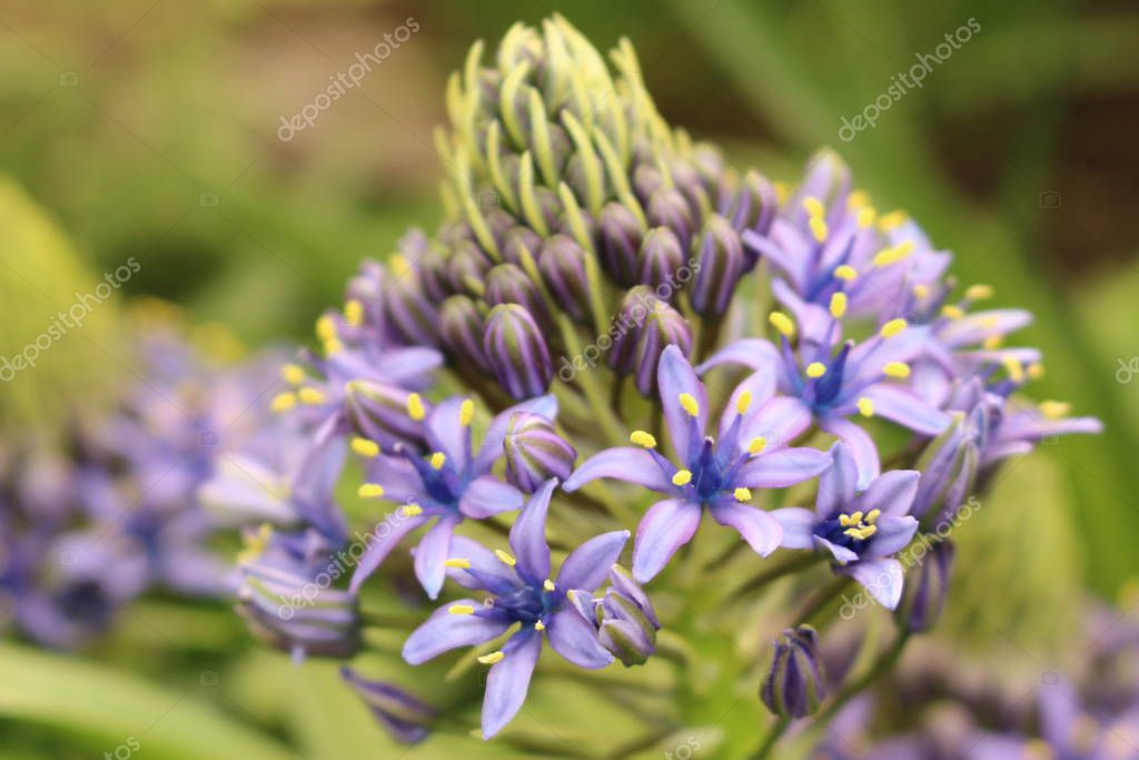 "Flor de Squill Portugués (o Estrella Azul Peruana, Lirio Cubano, Lirio ...