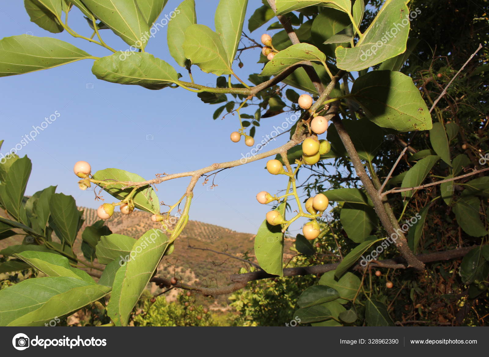 Unripe Clammy Cherry Tree Crete Island Greece Its Latin Name — Stock ...
