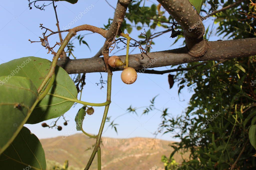 Inmaduro "Clammy Cherry" en el árbol en la isla de Creta, Grecia. Su ...