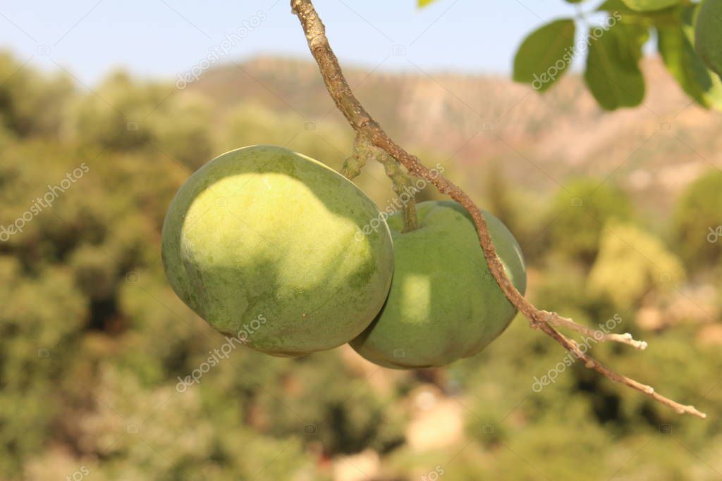Fruto "Sapote blanco" verde e inmaduro (o manzana mexicana, Casimiroa ...