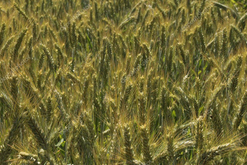 Espigas verdes de trigo "Triticale" en St. Gallen, Suiza. Es un híbrido de trigo (Triticum) y ...