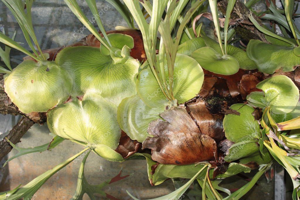 "Planta de Helecho de Árbol Montado (o Helecho Staghorn, Geweihfarn) en ...