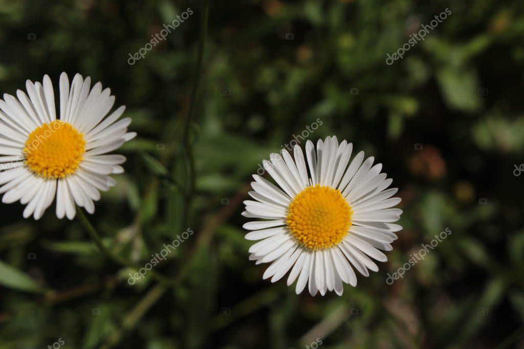 "Flor de Fleabane mexicana (o Margarita mexicana, Karwinskys Fleabane ...