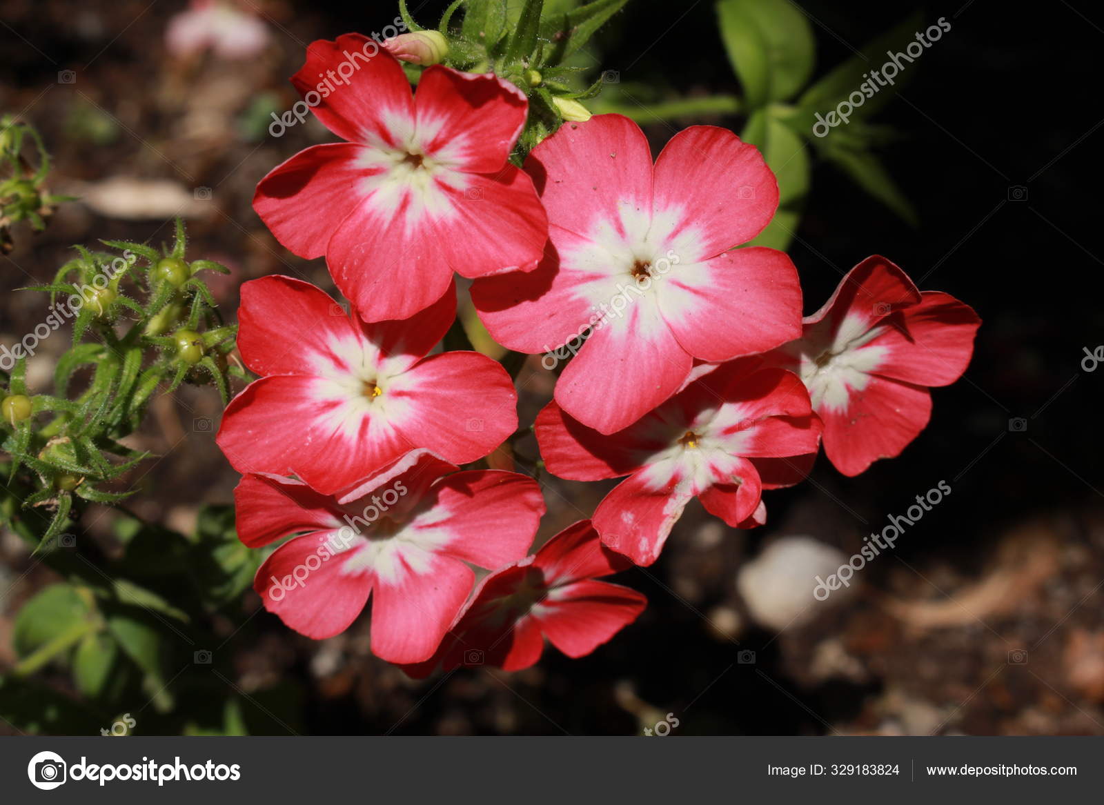 Pink White Drummond's Phlox Flowers Annual Phlox Summer Phlox Gallen ...