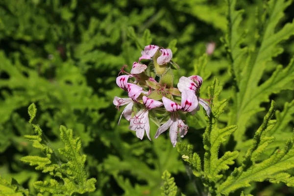 Pelargonium roseum Stock Photos, Royalty Free Pelargonium roseum Images ...