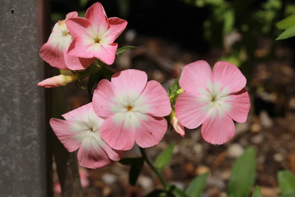 Pink White Drummond's Phlox Flowers Annual Phlox Summer Phlox Gallen ...