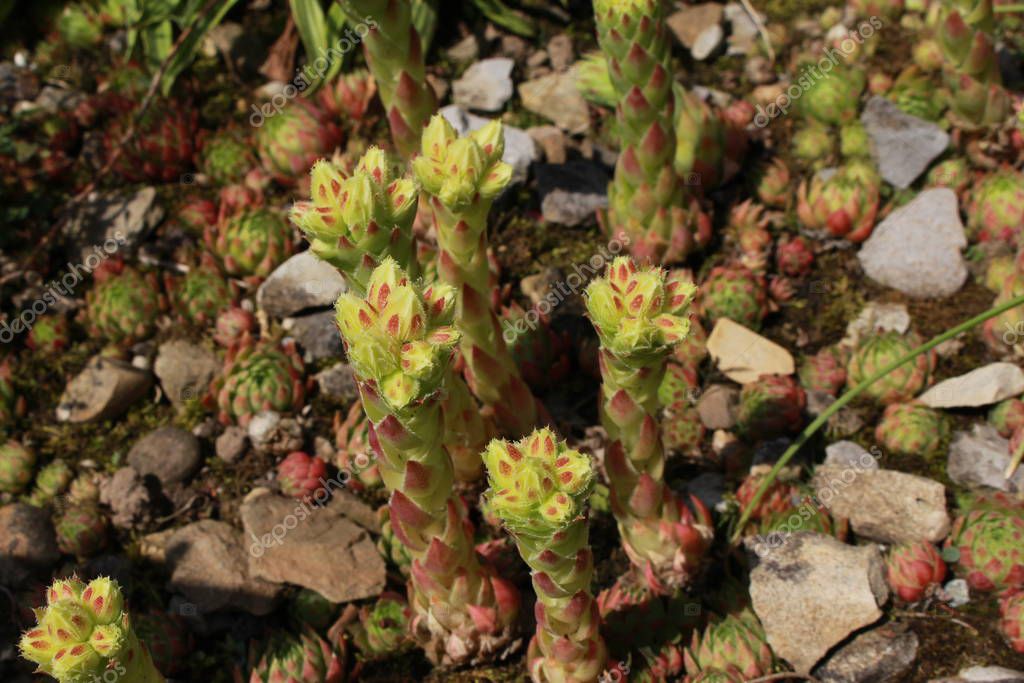 "Flores de gallina rodante y pollitos (o Fransen-Hauswurz) en St ...