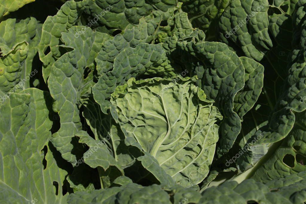 Hojas frescas de "col de Saboya" (o Savoyer Kohl) en St. Gallen, Suiza ...