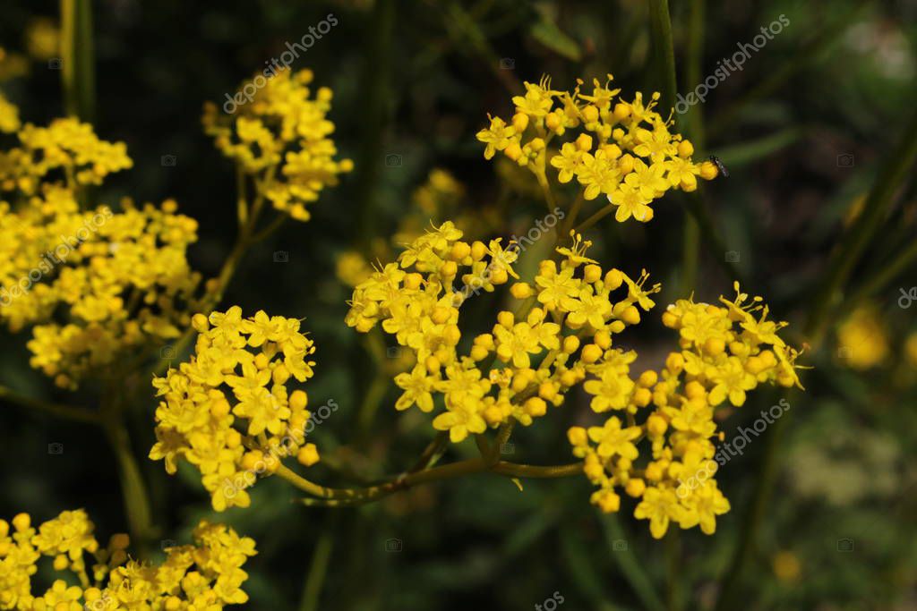 "Flores de Patrinia Amarilla (o Patrinia de Hojas Escabiosas, Scabiosen ...