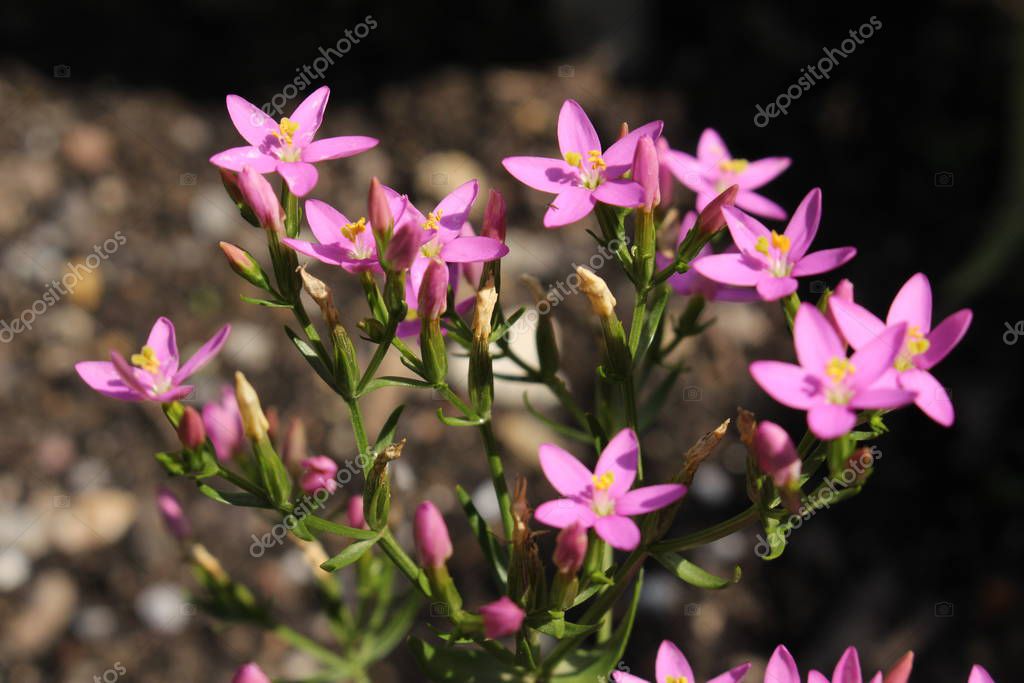 "Flores de Centaury Menor (o Centaury Ramificado) en St. Gallen, Suiza ...