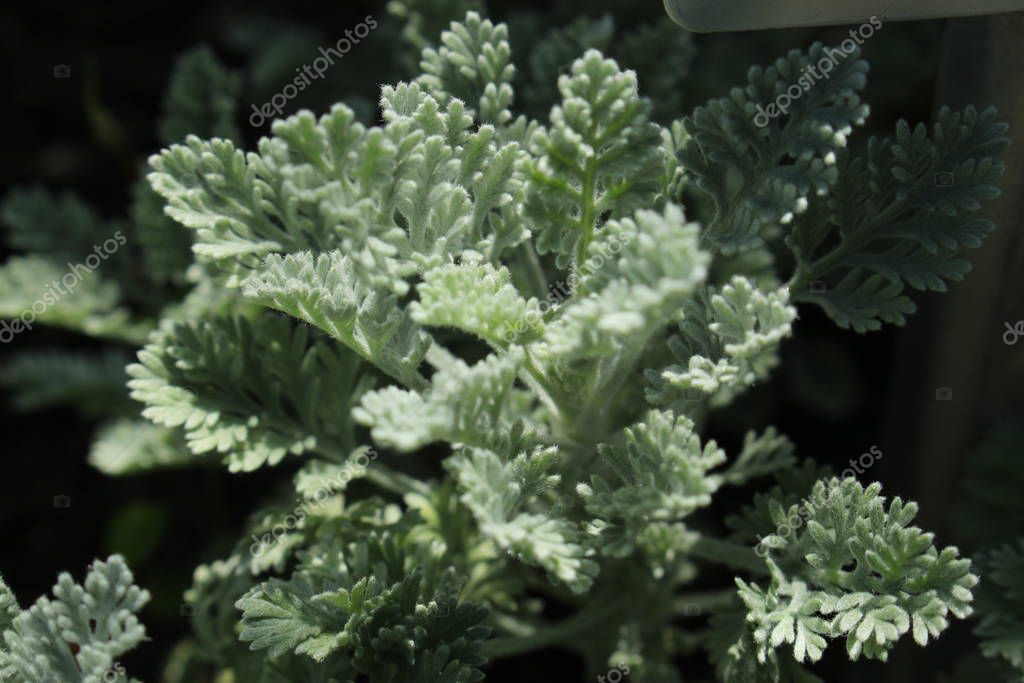 "Hojas de Planta Plateada Mugwort "en St. Gallen, Suiza. Su nombre en ...