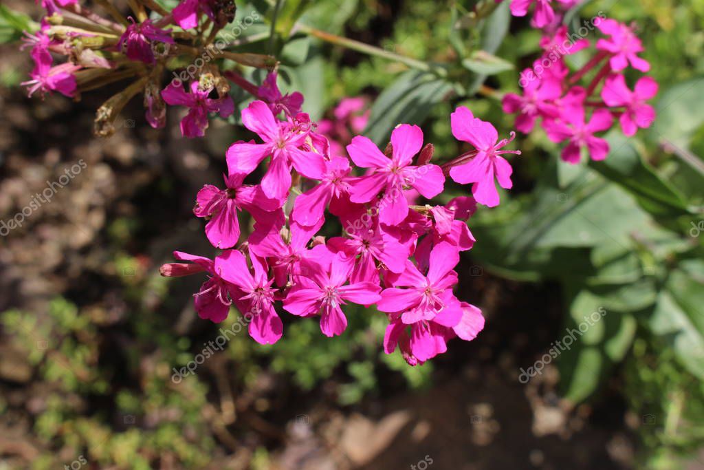 Rosa rosa "Sweet William Catchfly" flores (o mosca del jardín) en ...