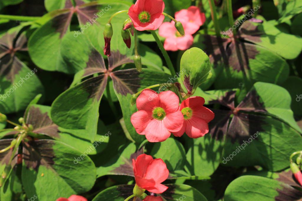 Rosa "Planta de Buena Suerte" flor (o Cruz de Hierro, Trébol de la ...