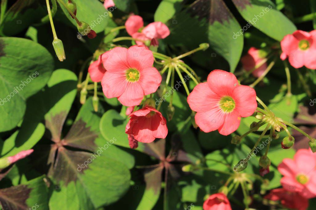 Rosa "Planta de Buena Suerte" flor (o Cruz de Hierro, Trébol de la ...