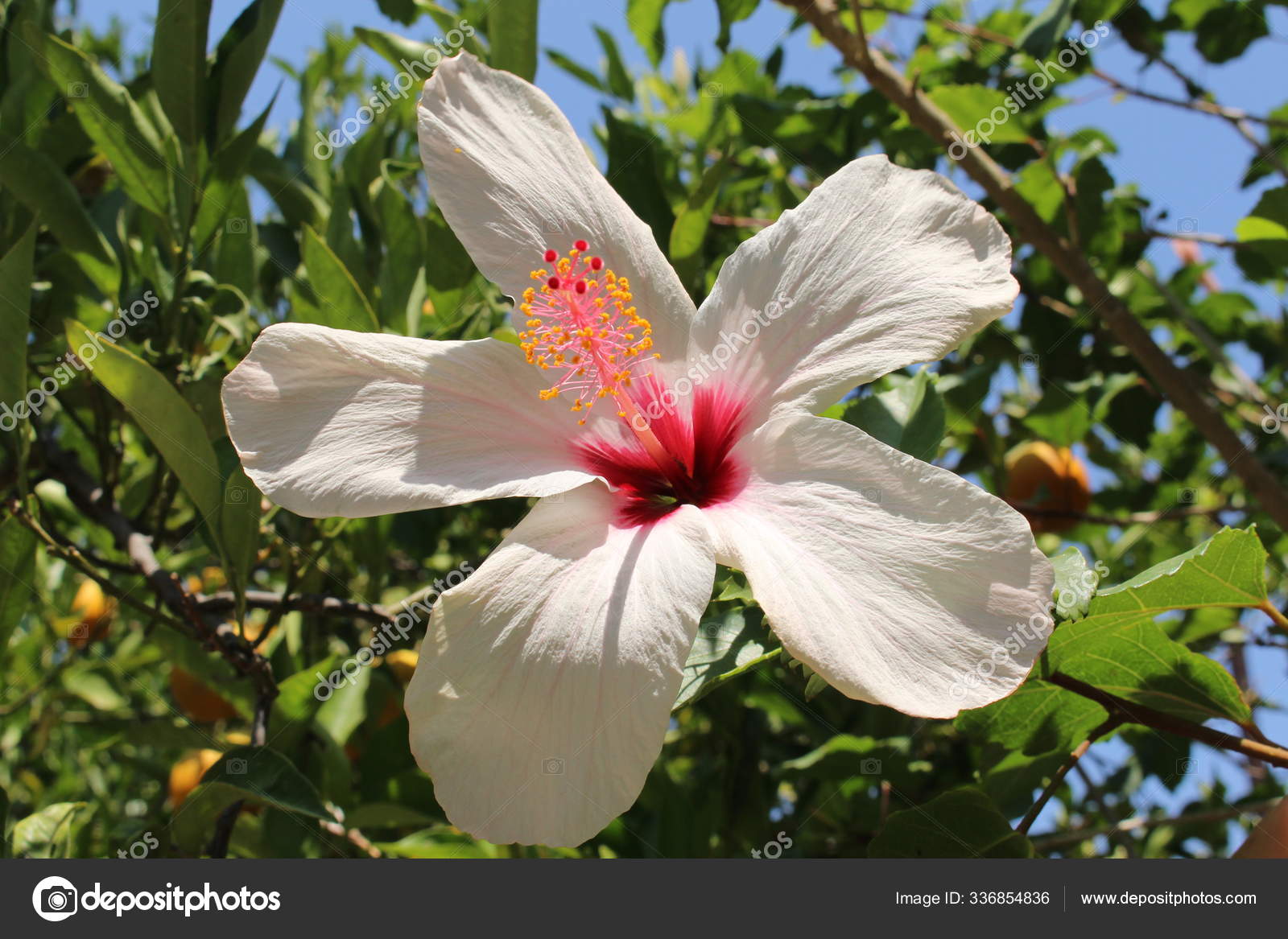 Hibiscus National Flower Of Haiti | Best Flower Site