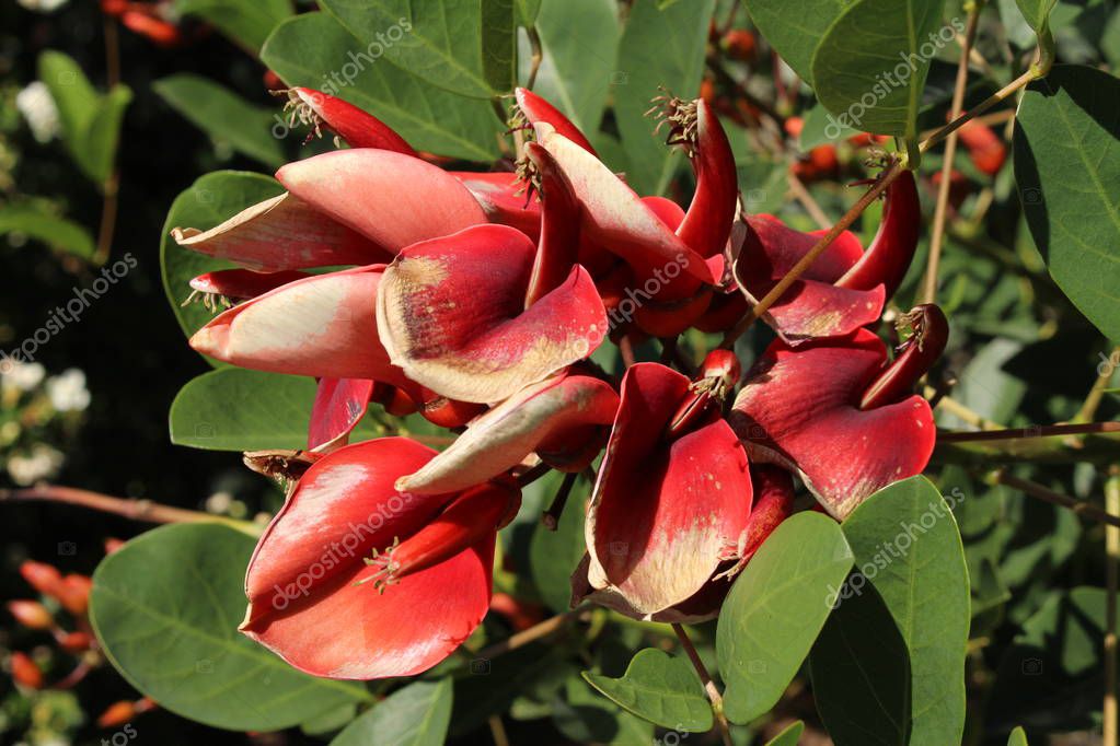 Red "Cockspur Coral Tree" flower (or Fireman 's Cap Tree, Brazilian ...