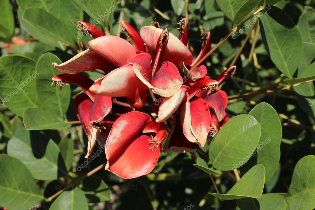 Red "Cockspur Coral Tree" flower (or Fireman 's Cap Tree, Brazilian ...