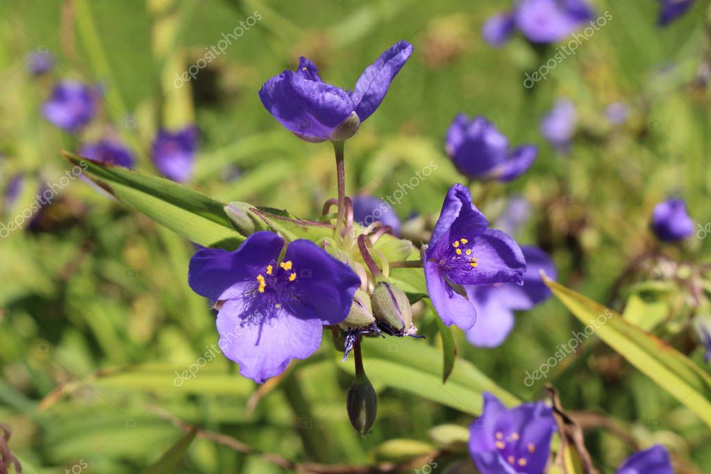 Flor azul "Spiderwort" (o Lirio Araña) en St. Gallen, Suiza. Su nombre ...