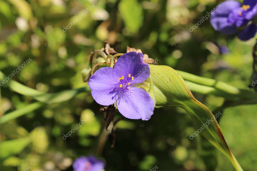 Flor azul "Spiderwort" (o Lirio Araña) en St. Gallen, Suiza. Su nombre ...