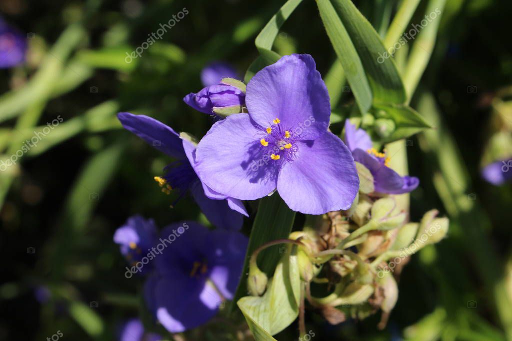 Flor azul "Spiderwort" (o Lirio Araña) en St. Gallen, Suiza. Su nombre ...