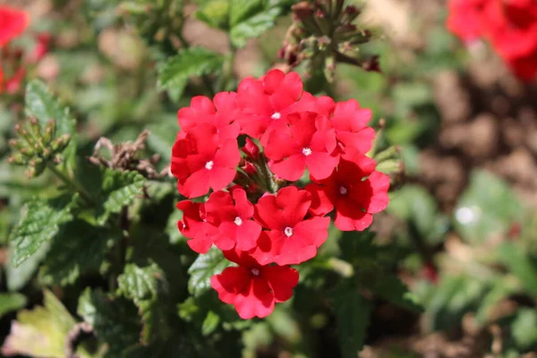 Peruvian verbena Stock Photos, Royalty Free Peruvian verbena Images ...