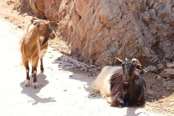 Ethiopia goats Stock Photos, Royalty Free Ethiopia goats Images ...