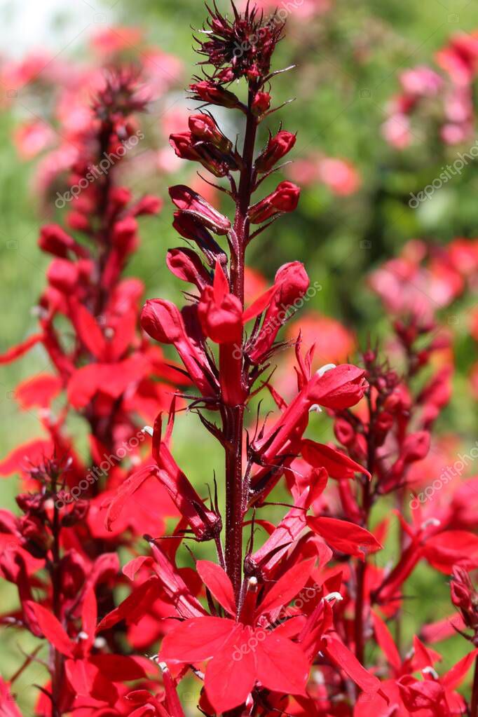 Red "Cardinal Flowers" (o Bog Sage) en St. Gallen, Suiza. Su nombre en ...