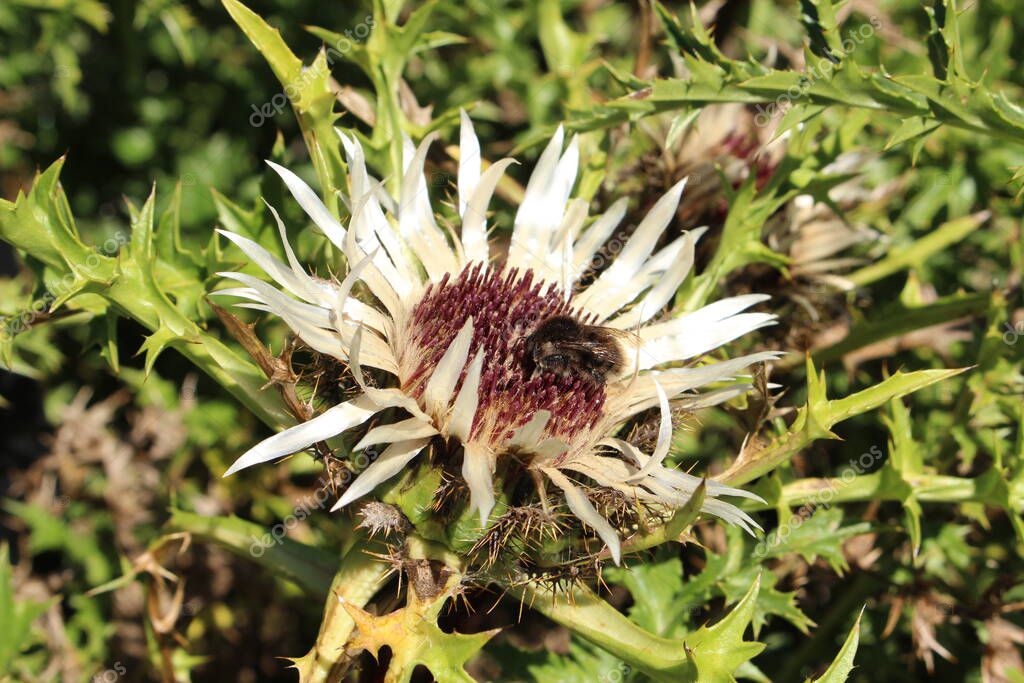 "Carline Thistle sin tallo "(o carline Thistle enano, cardo de plata ...