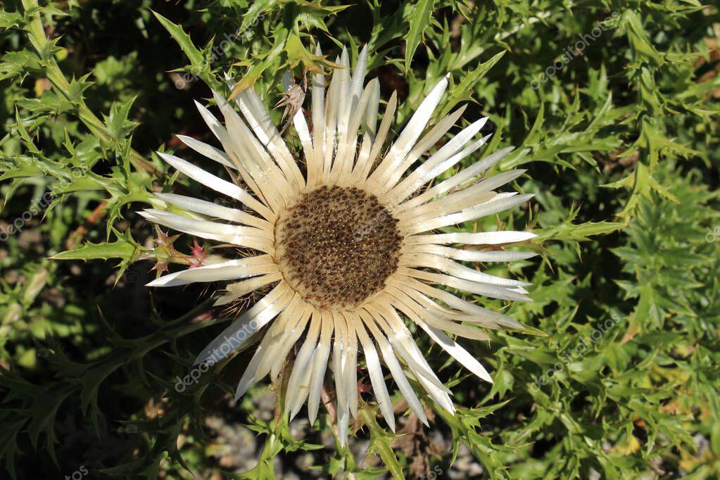 "Carline Thistle sin tallo "(o carline Thistle enano, cardo de plata ...