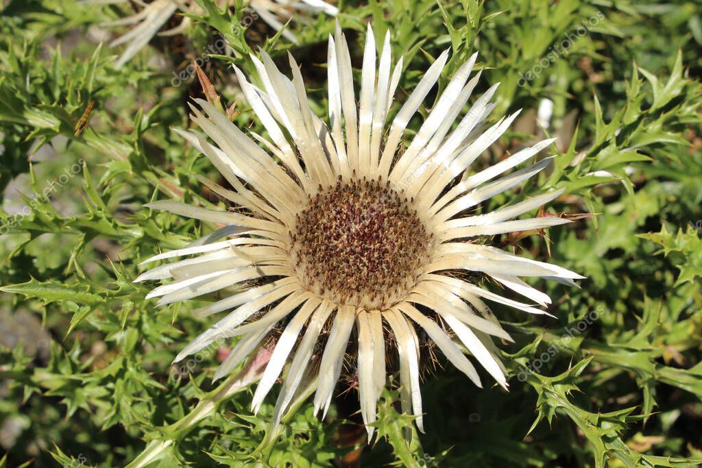 "Carline Thistle sin tallo "(o carline Thistle enano, cardo de plata ...