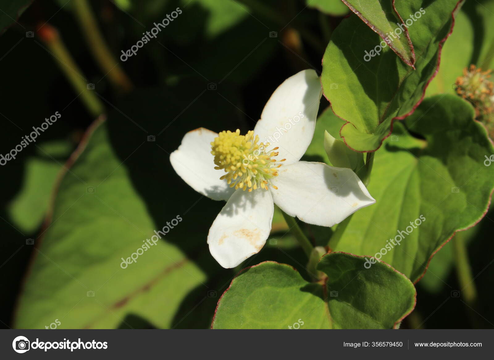 White Chameleon Plant Flower Fish Mint Lizard Tail Heartleaf Fishwort ...