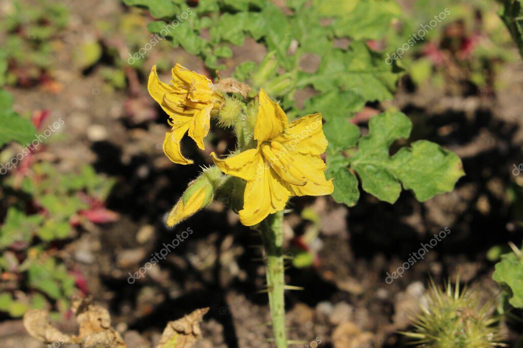 "Buffalo Bur Nightshade "flor (o Colorado Bur, cardo de Kansas, cardo ...