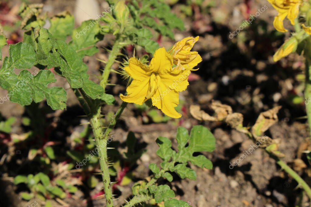 "Buffalo Bur Nightshade "flor (o Colorado Bur, cardo de Kansas, cardo ...
